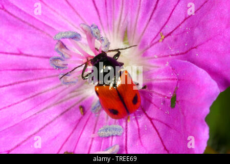 Leaf beetle (Cryptocephalus bipunctatus Stock Photo - Alamy