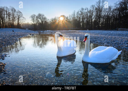 Swan couple swims in the pond Stock Photo - Alamy