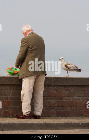 Herring Gull Larus argentatus at the old stream, Warnemuende ...