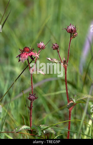 marsh cinquefoil, marsh five-finger, purple cinquefoil (Potentilla ...
