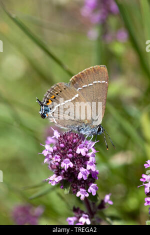 Blue Spot Hairstreak Stock Photo - Alamy