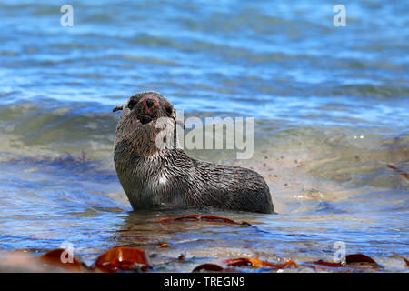 African clawless sea otter (Aonyx capensis) isolated on white ...