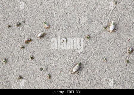 A Plough Snail (Bullia digitalis), a sea snail on the beach of ...