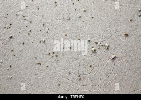 finger plough shell, plough snail (Bullia digitalis), on the beach ...