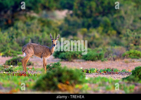 Vaal rhebok, grey rhebok (Pelea capreolus), male, South Africa, De Hoop ...