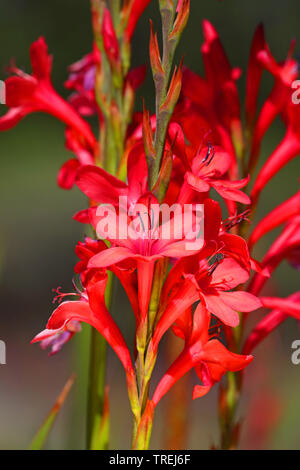 . South African botany. Botany. THE FLOWER AND INFLORESCENCE 87 ...