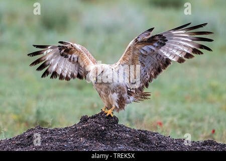 Long-legged Buzzard (Buteo rufinus rufinus) adult perched on metal ...