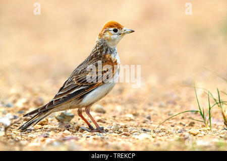 White-winged Lark (Alauda leucoptera Stock Photo - Alamy