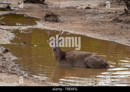 Timor rusa deer (Cervus timorensis) in the woods on Komodo Island ...
