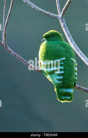 Cloven-feathered dove (Drepanoptila holosericea) perched in a tree ...