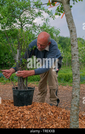 apple tree (Malus domestica), cuttings with roots of apple trees in a ...