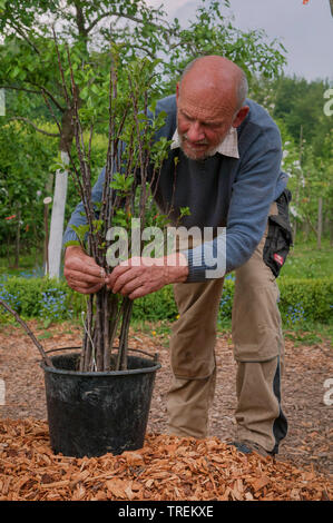 apple tree (Malus domestica), cuttings with roots of apple trees in a ...