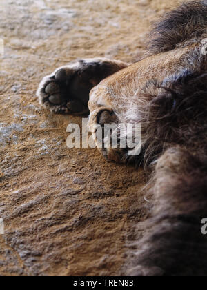 Paw of Lion Showing pads, close-up. Concept of animals in the zoo Stock ...