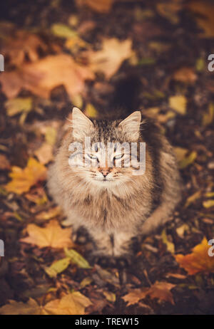 Siberian cat sitting on fallen leaves in the autumn garden Stock Photo ...