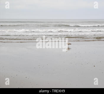a solitary seagull on the beach Stock Photo - Alamy