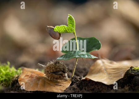European Beech or Common Beech seedling (Fagus sylvatica) growing in ...