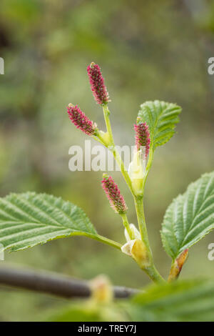 Green Alder (Alnus viridis, Alnus alnobetula), catkins, Germany Stock ...