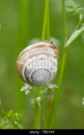 Snail on a Stalk Stock Photo - Alamy