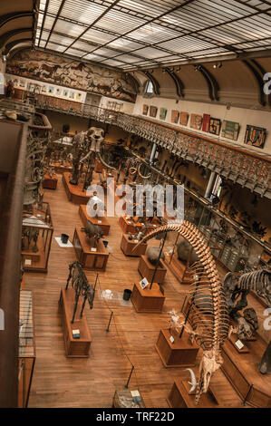 Prehistoric skeletons at Gallery of Paleontology and Comparative ...