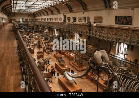 Prehistoric skeletons at Gallery of Paleontology and Comparative ...