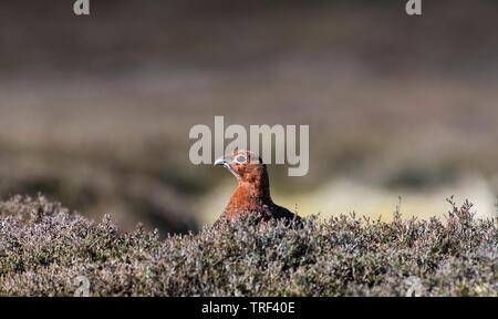 Red grouse in heather on Muggleswick Common Stock Photo - Alamy