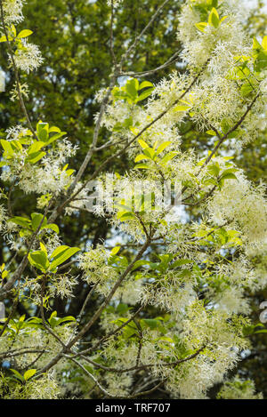White Fringetree flowering during springtime in Georgia. Chionanthus ...