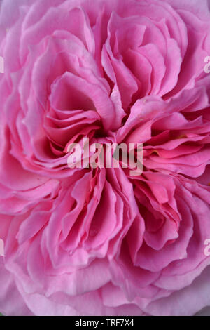 James Galway (Auscrystal) - English Climbing Rose Stock Photo - Alamy