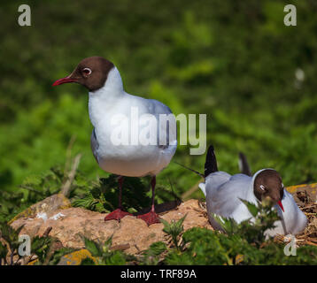 Arctic turn birds nesting farne islands northumberland uk Stock Photo ...