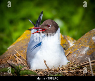 Arctic turn birds nesting farne islands northumberland uk Stock Photo ...