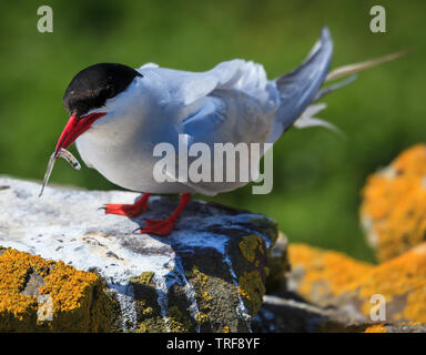 Arctic turn birds nesting farne islands northumberland uk Stock Photo ...