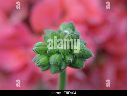 Close-up of geranium bud against background of dark green foliage Stock ...