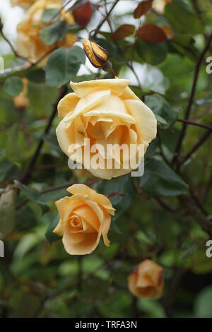 Rosa. Lady Hillingdon Climbing Rose. Tea Rose Stock Photo - Alamy
