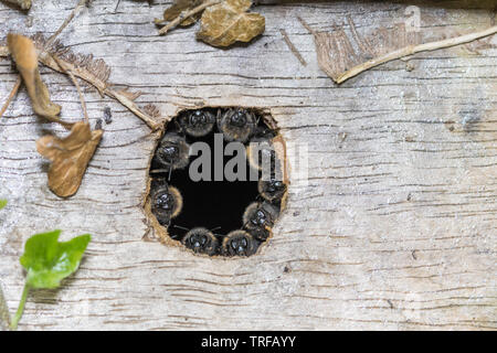 Guard bees or hive guard, at the entrance to a bird box, England, UK ...