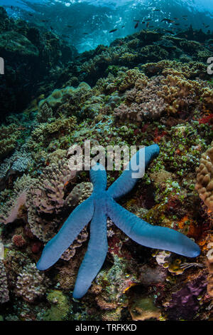 A blue starfish, Linkia laevigata, clings to a beautiful coral reef ...