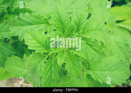 sesame leaves or perilla leaf isolated on white background Stock Photo ...