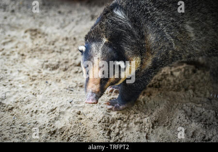 HOG BADGER Arctonyx collaris Stock Photo - Alamy