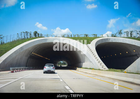 Wildlife bridge / animals overpass / wildlife crossing / ecoduct over ...