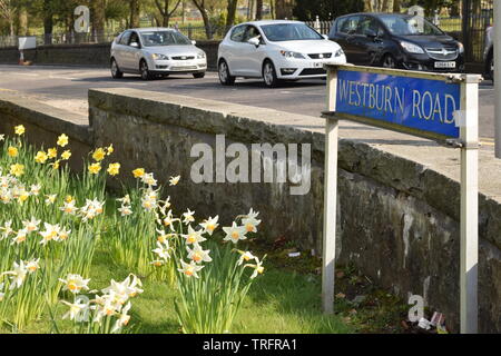 Spring daffodils flowers Westburn Road street sign, Aberdeen Stock ...