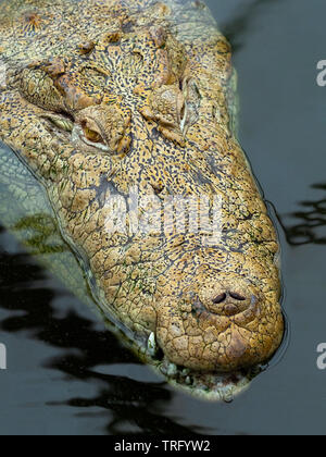 indian freshwater crocodile or mugger or marsh crocodile (crocodylus ...