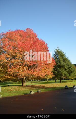 liquid amber trees in fall colors in Alexander Valley vineyards ...