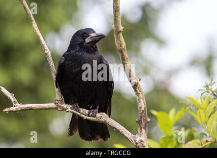 Rook, British Garden, Wildlife perching on a branch and looking ...