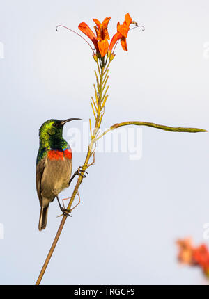 Male Southern Lesser Double-Collared Sunbird (Cinnyris chalybeus ...
