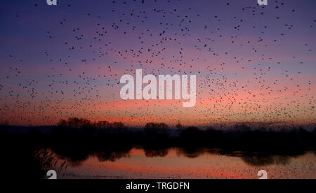 Starling murmuration at RSPB Ham Wall, Avalon Marshes, Somerset Stock ...