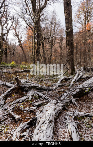 Araucania trees in Villarica National Park, Chile Stock Photo - Alamy