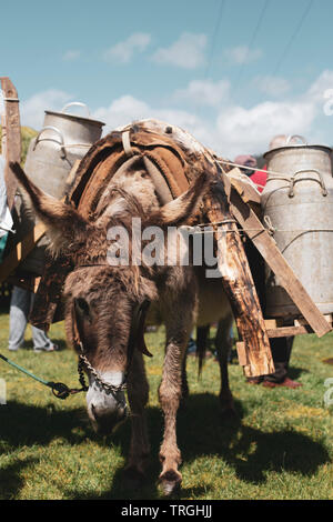 Donkey carrying a load of milk Stock Photo - Alamy