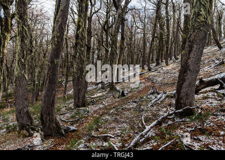 Araucania trees in Villarica National Park, Chile Stock Photo - Alamy