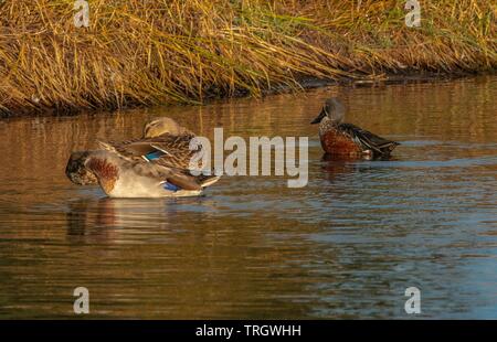 Two non-breeding male mallard ducks in clear water Stock Photo - Alamy