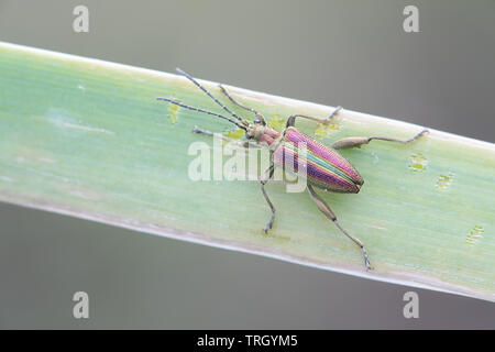 Donacia aquatica, known as the zircon reed beetle Stock Photo - Alamy
