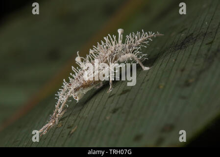 A parasitic entomopathogenic fungus that has taken over and killed this ...