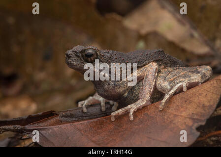 Peters' dwarf frog (Engystomops petersi) is one of the species of frog ...